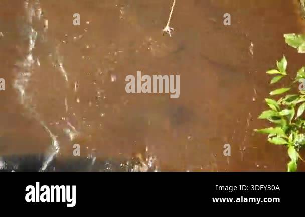 The biggest freshwater fish arapaima or pirarucu in Brazil catching a ...