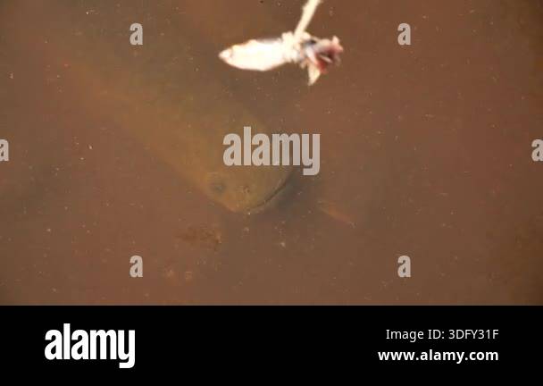 The biggest freshwater fish arapaima or pirarucu in Brazil catching a ...