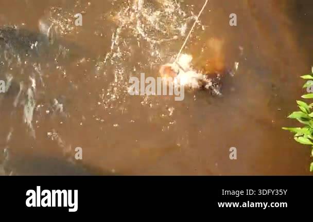 The biggest freshwater fish arapaima or pirarucu in Brazil catching a ...