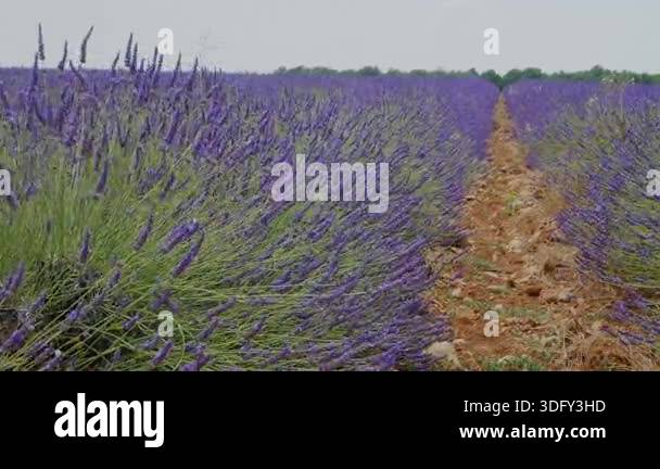 Lavender flowers on a flowering lavender bush; macro shot Stock Video ...