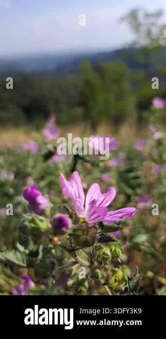 Flower in the Wind Short Video. Soft Focus Nature Motion. Beautiful ...