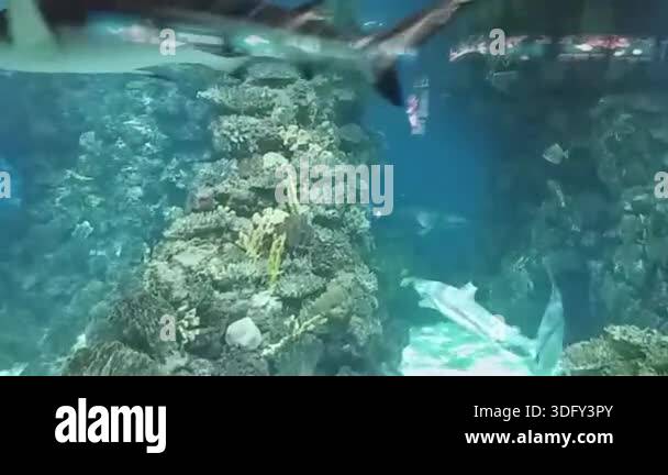 Fish Pool Barcelona Footage. Urban Aquarium & City Nature Scene ...