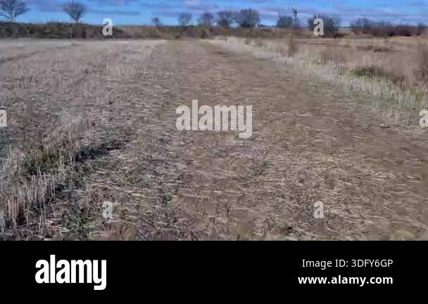 First person view of walking on a path in a dry, harvested field under ...