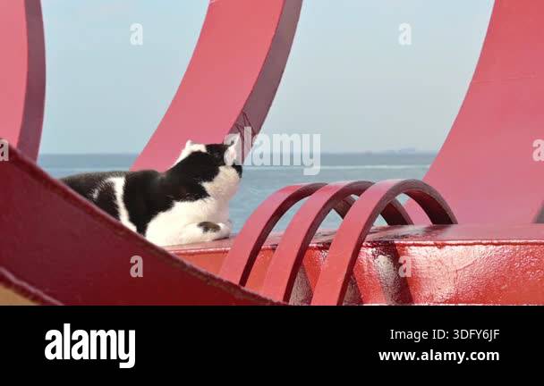 Calm Street Cat Watching the Sea by the Waterfront Stock Video Footage ...