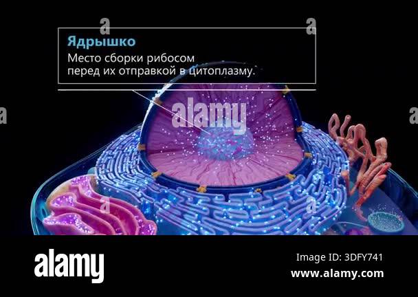 3D illustration of the cell structure in russian Stock Video Footage ...