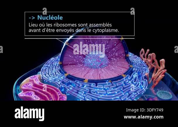 3D illustration of the cell structure in french Stock Video Footage - Alamy