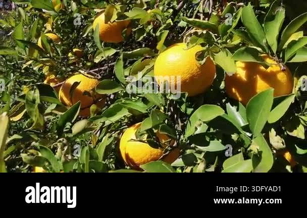 Ripe Japanese Citrus on the tree. The ripening process balances the ...