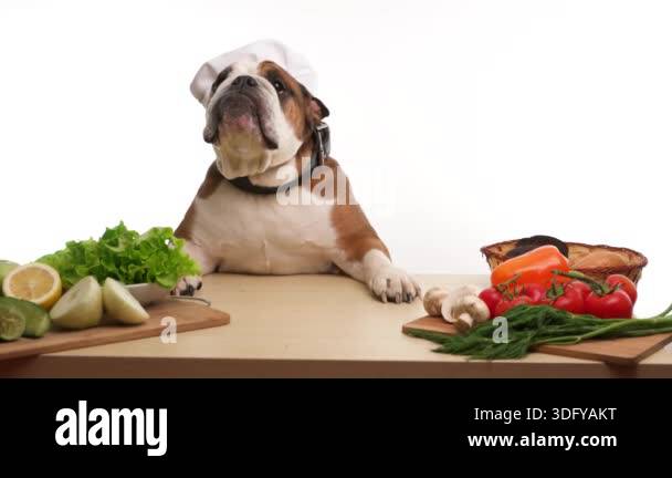 English Bulldog as a chef cooking isolated Stock Video Footage - Alamy
