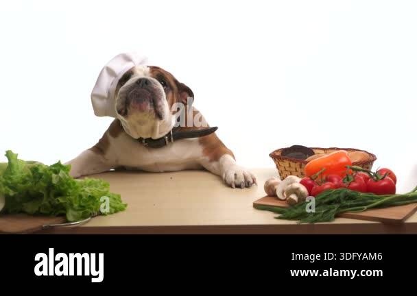 English Bulldog as a chef standing cooking healthy meal Stock Video ...