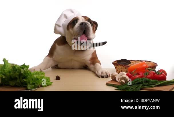 English Bulldog as a chef and delicious food Stock Video Footage - Alamy