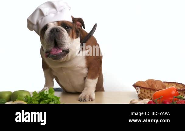 English Bulldog as a chef chewing food Stock Video Footage - Alamy