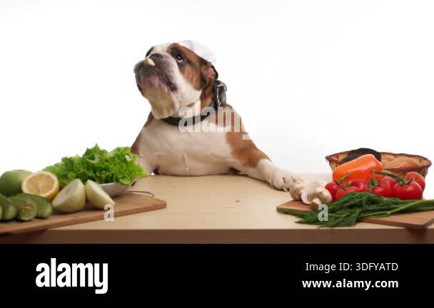 English Bulldog as a chef eating healthy food Stock Video Footage - Alamy