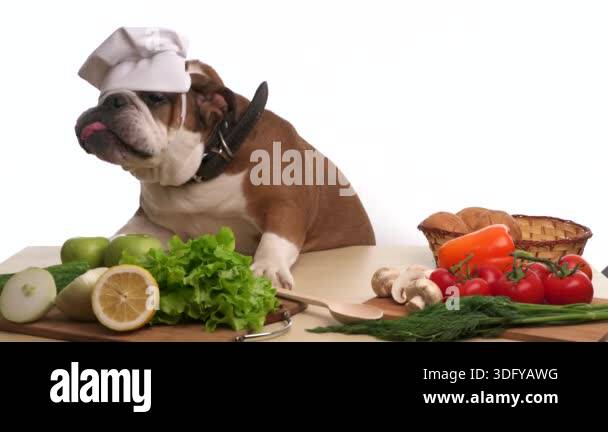 English Bulldog as a chef in funny cap Stock Video Footage - Alamy