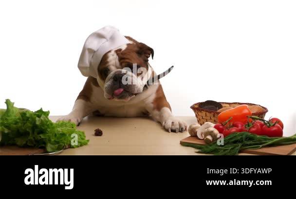 English Bulldog as a chef chewing bread Stock Video Footage - Alamy