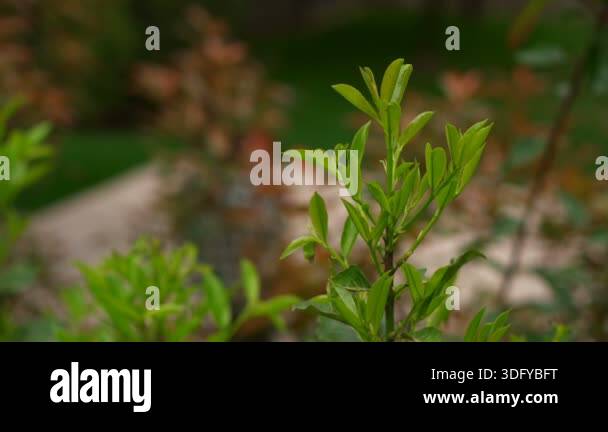 green leaves of a plant with glistening Stock Video Footage - Alamy