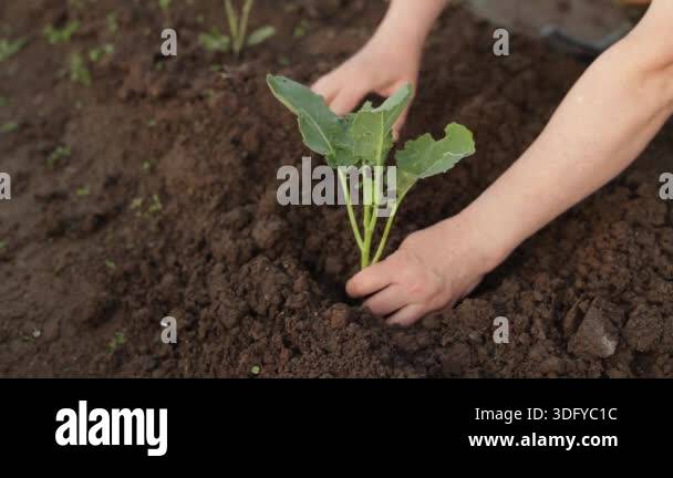 Planting a small plant into soil Stock Video Footage - Alamy