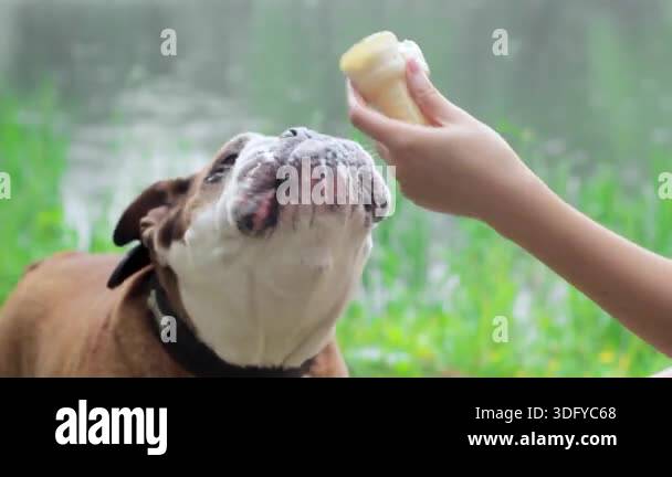 pretty Girl feeding english bulldog with ice cream Stock Video Footage ...