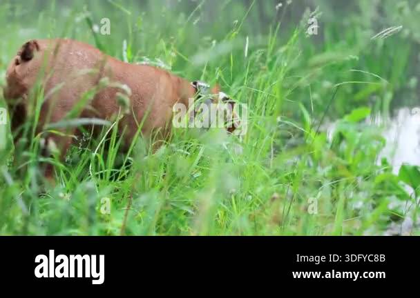 english bulldog eating the grass Stock Video Footage - Alamy
