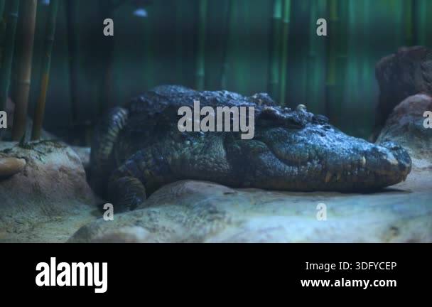 scary alligator in the zoo Stock Video Footage - Alamy