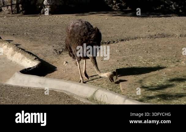 ostrich in zoo pecking hey Stock Video Footage - Alamy