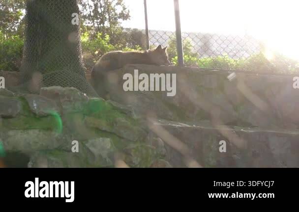 sunny red fox in the zoo park Stock Video Footage - Alamy