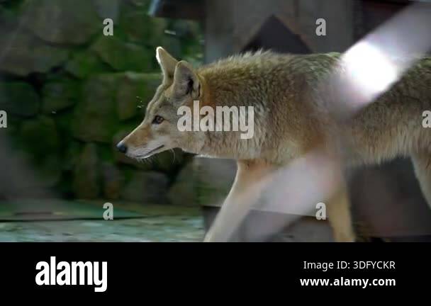 Wolf walking in the zoo Stock Video Footage - Alamy