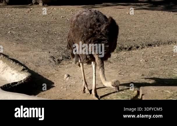 ostrich in zoo pecking grass Stock Video Footage - Alamy