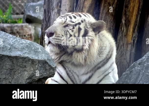 Big White tiger resting on a rock Stock Video Footage - Alamy