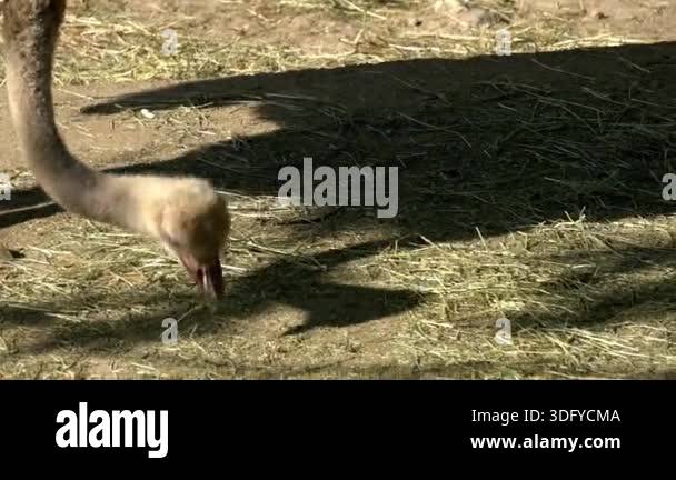 cute ostrich in zoo pecking grain Stock Video Footage - Alamy