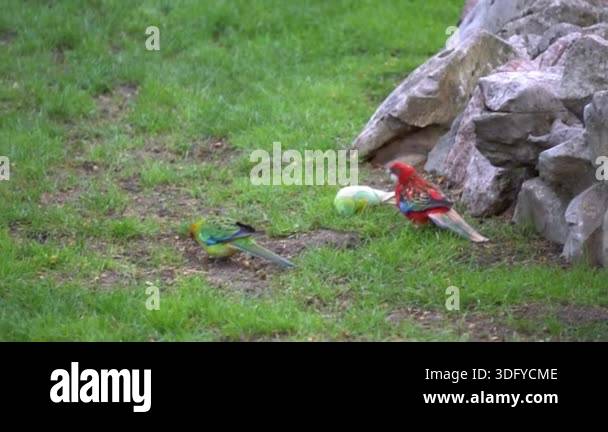 different types of Parrots in zoo farm Stock Video Footage - Alamy