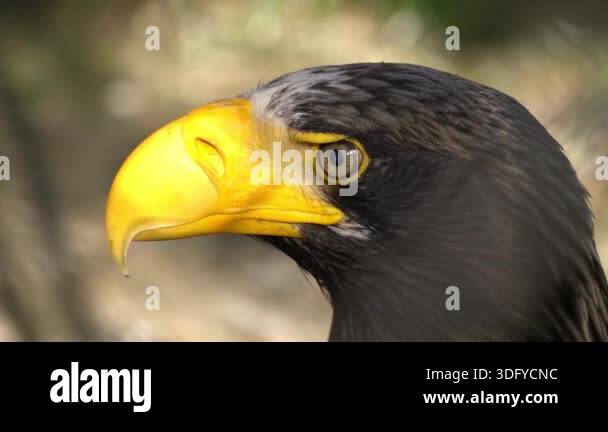 Big hawk Stock Videos & Footage - HD and 4K Video Clips - Alamy