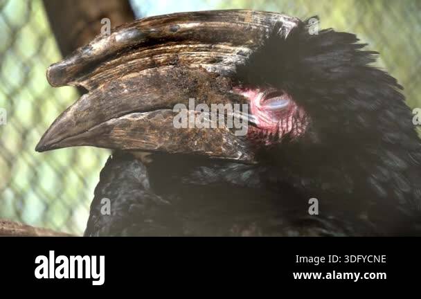 Hornbill at the zoo Stock Video Footage - Alamy