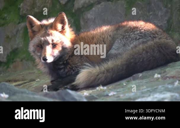 sunny red fox in the zoo Stock Video Footage - Alamy