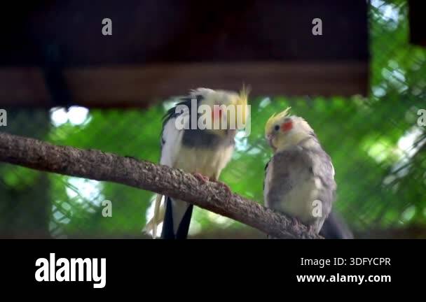 different types of Parrots in zoo cage Stock Video Footage - Alamy