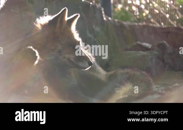 red fox lying on sun in the zoo Stock Video Footage - Alamy