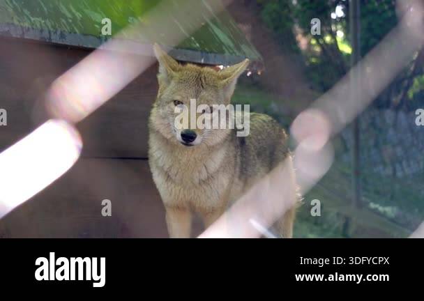 Wolf walking in the zoo farm Stock Video Footage - Alamy