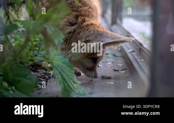 cute desert animal Fenech in zoo Stock Video Footage - Alamy