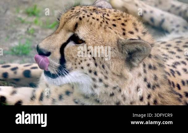 Cheetah resting in zoo Stock Video Footage - Alamy