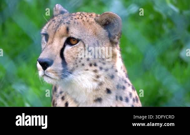 beautiful Cheetah resting in zoo Stock Video Footage - Alamy