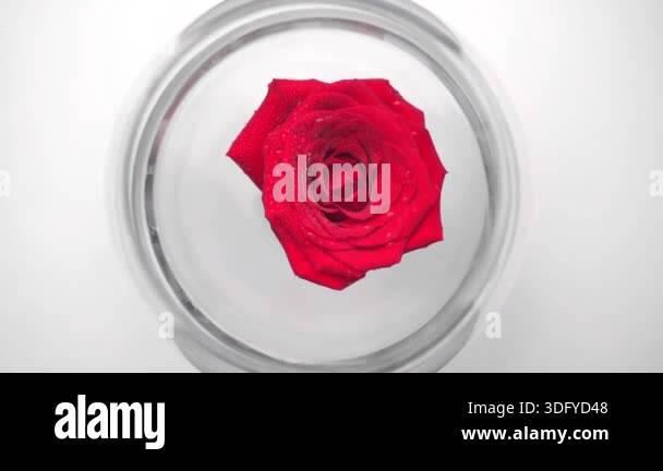 red rose in glass aquarium Stock Video Footage - Alamy