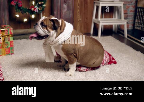 Cute English bulldog on Christmas day Stock Video Footage - Alamy