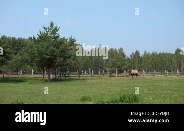 camel walking in zoo Stock Video Footage - Alamy