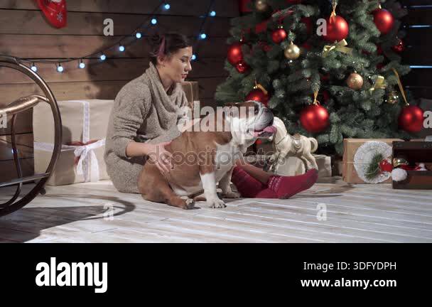 A beautiful woman petting her bulldog at xmas eve Stock Video Footage ...