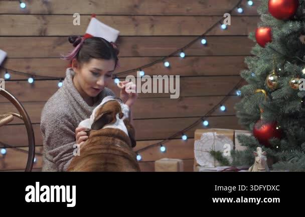 A young woman playing with bulldog at xmas eve Stock Video Footage - Alamy