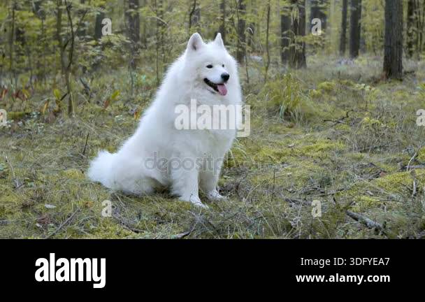 Fluffy samoyed dog outdoor Stock Video Footage - Alamy