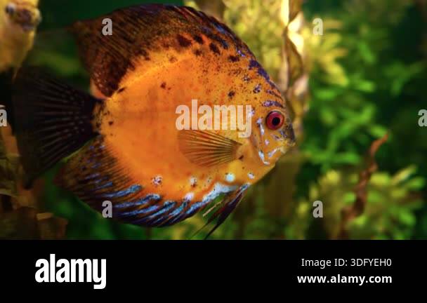 colorful coral fish in Oceanarium Stock Video Footage - Alamy