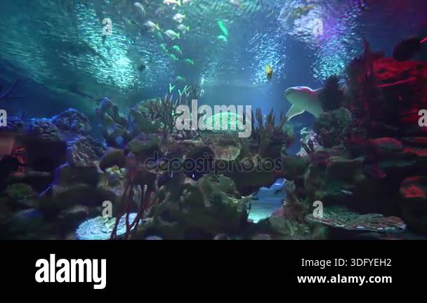 Sharks and small fish swimming in aquarium Stock Video Footage - Alamy