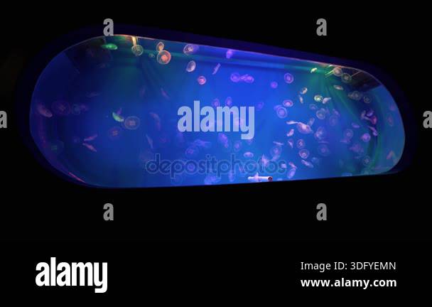 Jellyfishes in changing color In The Oceanarium Stock Video Footage - Alamy