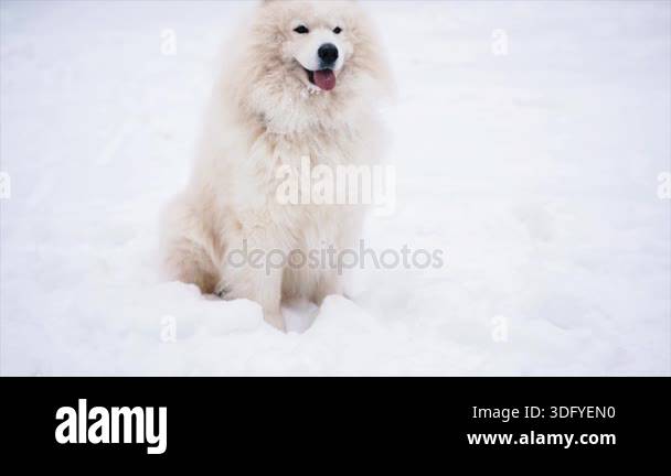 Samoyed dog play on snow Stock Video Footage - Alamy