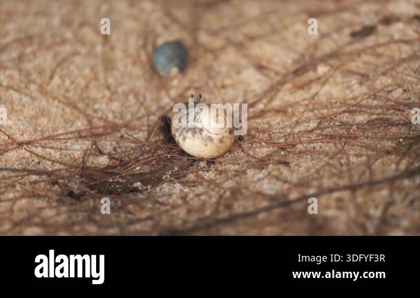 sea crab at crawling on sand Stock Video Footage - Alamy